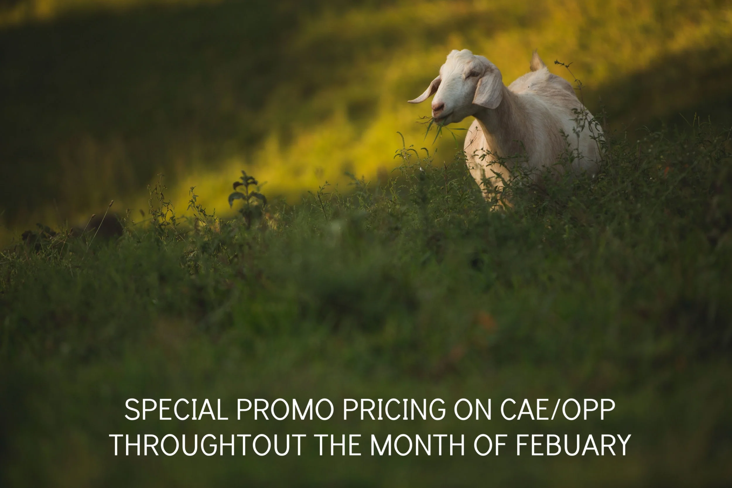 Blood Pregnancy Sheep Goats Dependable Livestock Testing blood-pregnancy-sheep-goats-dependable-livestock-testing