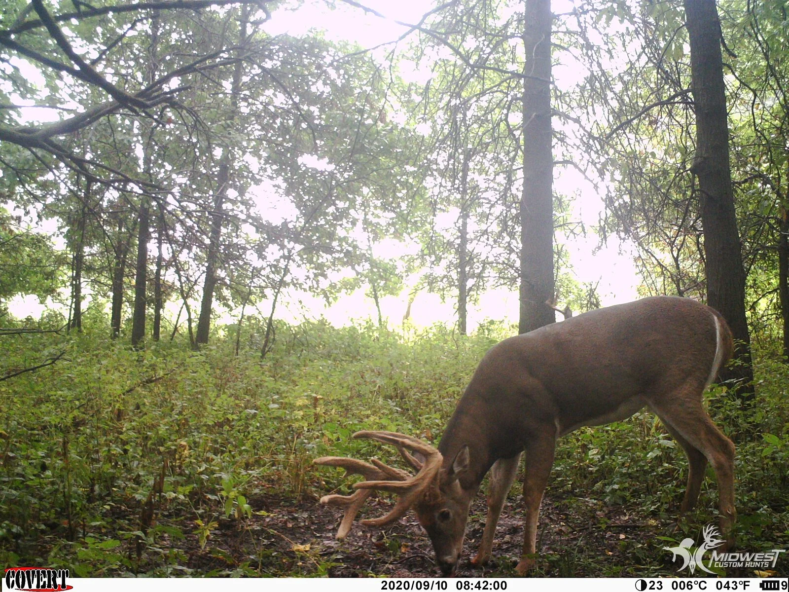 2020 Whitetail Deer Trail Camera Photos — Midwest Custom Hunts