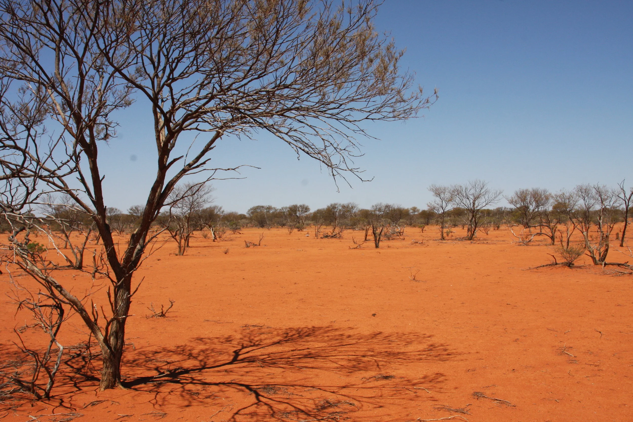 My heritage is Wajarri Yamatji, Dutch and English — Nicole Monks