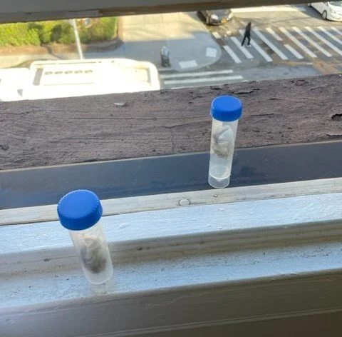 Lead Testing | Lead Paint Inspection - Five Star Environmental