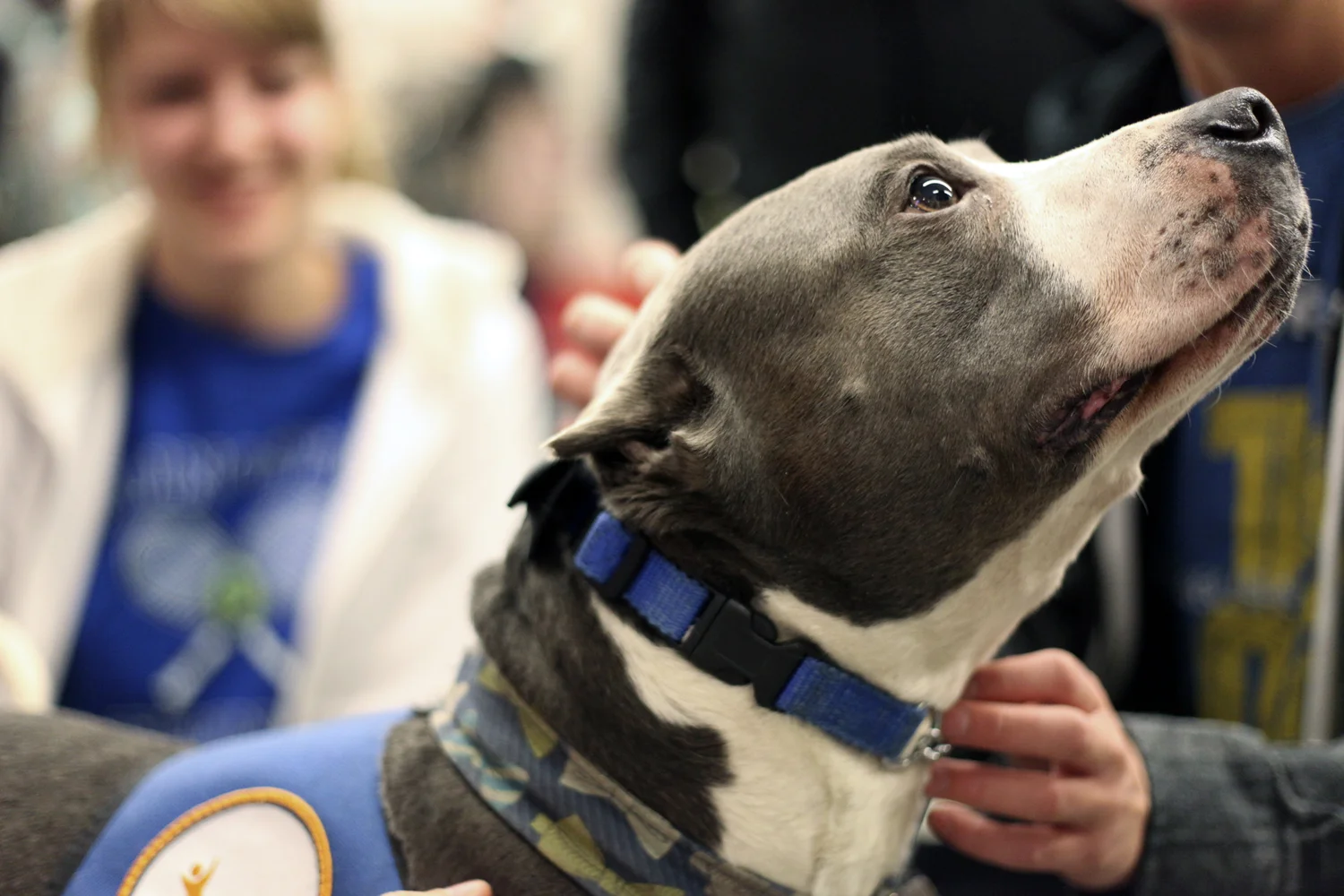 Our Programs | Therapy Dog Training & Animal Assisted Therapy - CTCorps