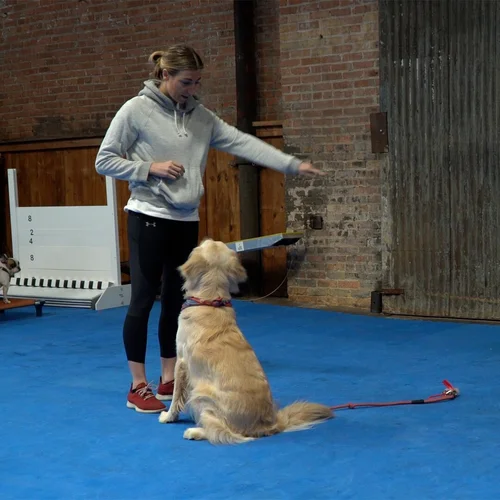 Group Training | Puppy & Dog Training Near Me - Canine Therapy Corps