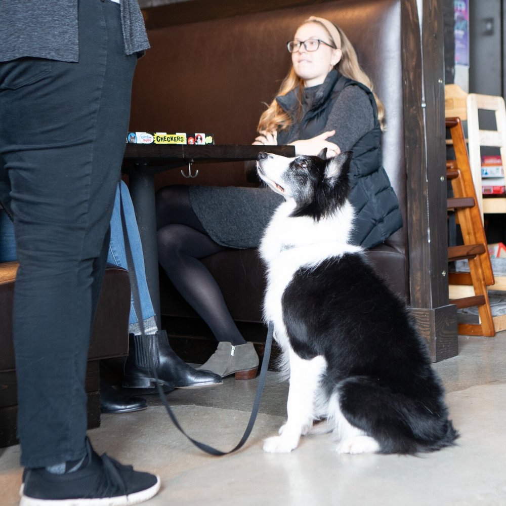 Group Training | Puppy & Dog Training Near Me - Canine Therapy Corps