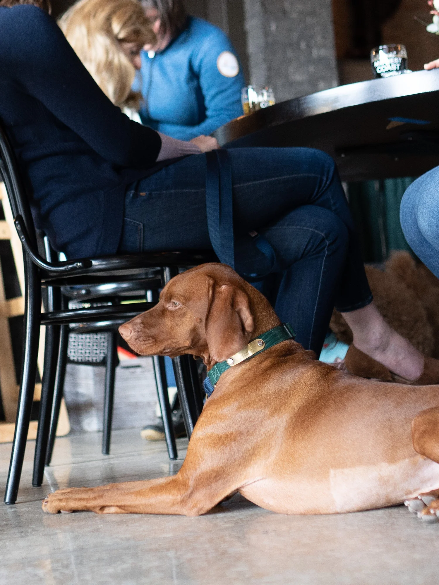 Group Training | Puppy & Dog Training Near Me - Canine Therapy Corps