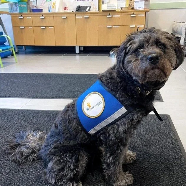 Our Programs | Therapy Dog Training & Animal Assisted Therapy - CTCorps