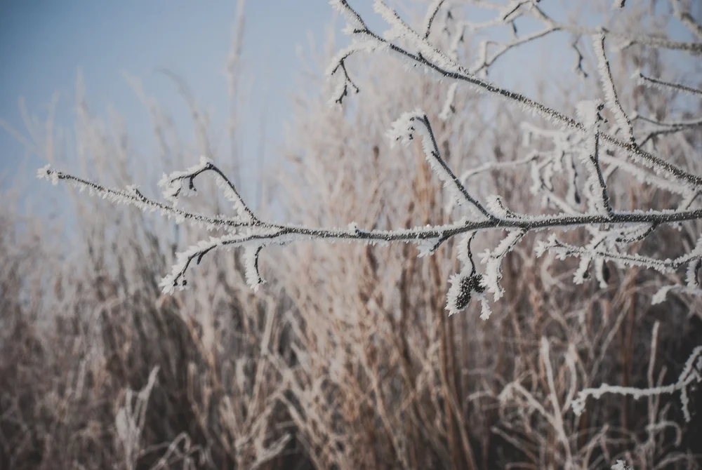 Winter at the End of Winter — Transactions with Beauty