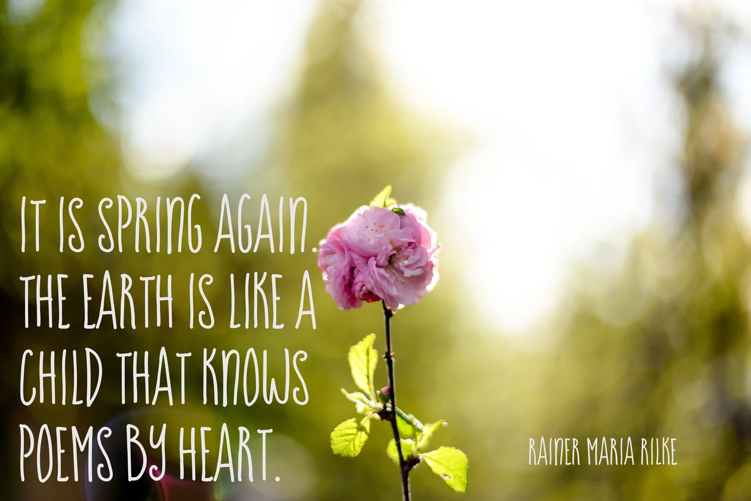 5 Spring Quotations to Make Your Soul Bloom — Transactions with Beauty