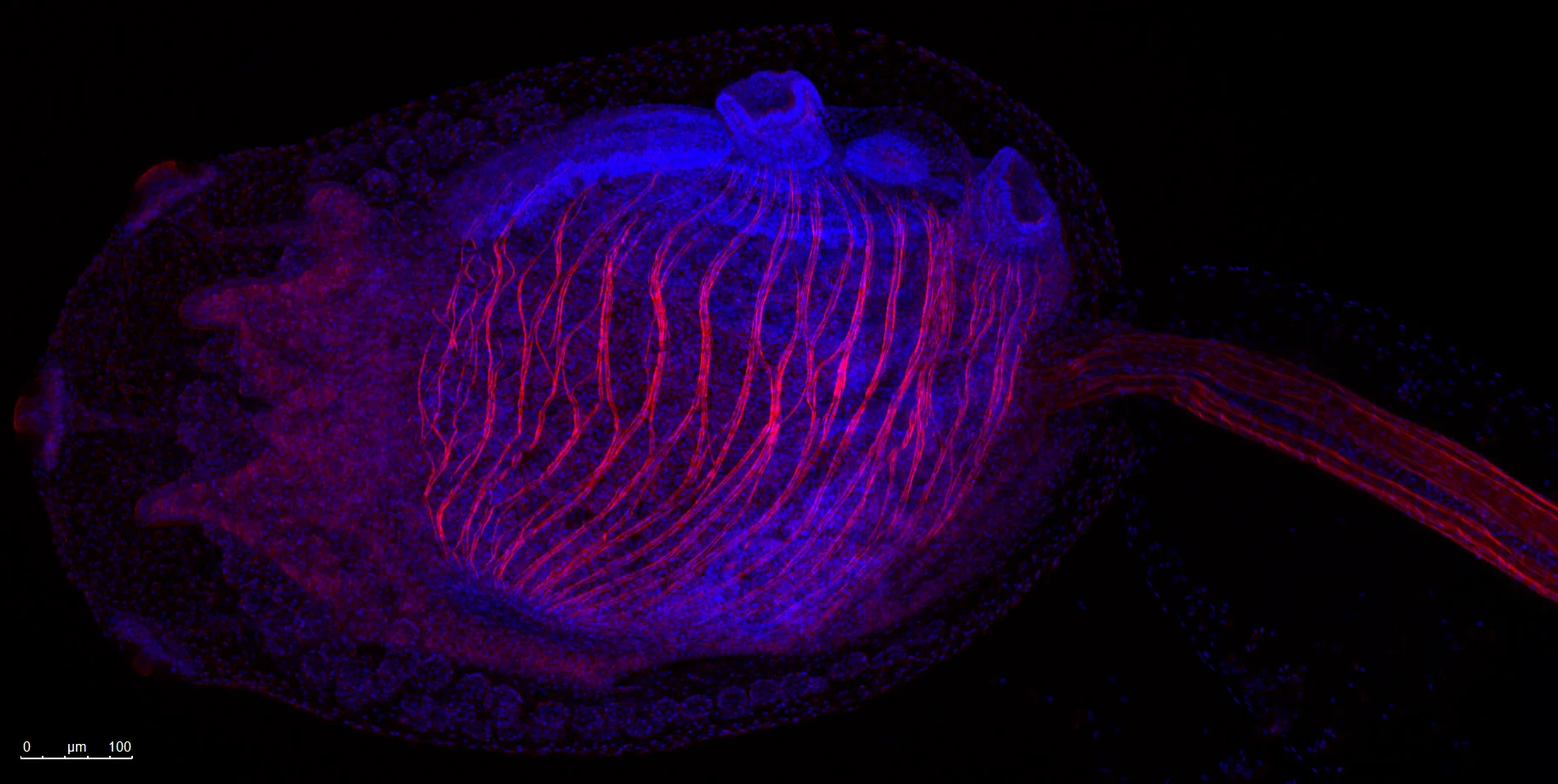 tune in to tunicates