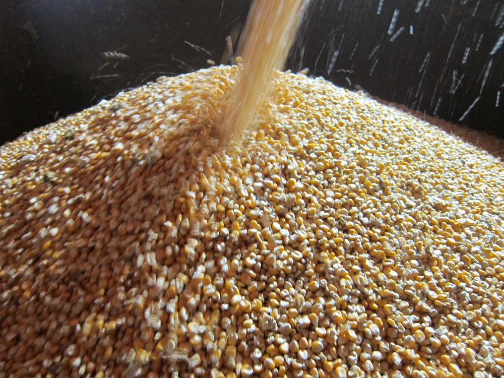 Silage Versus Grain — Glenn Seed Ltd.