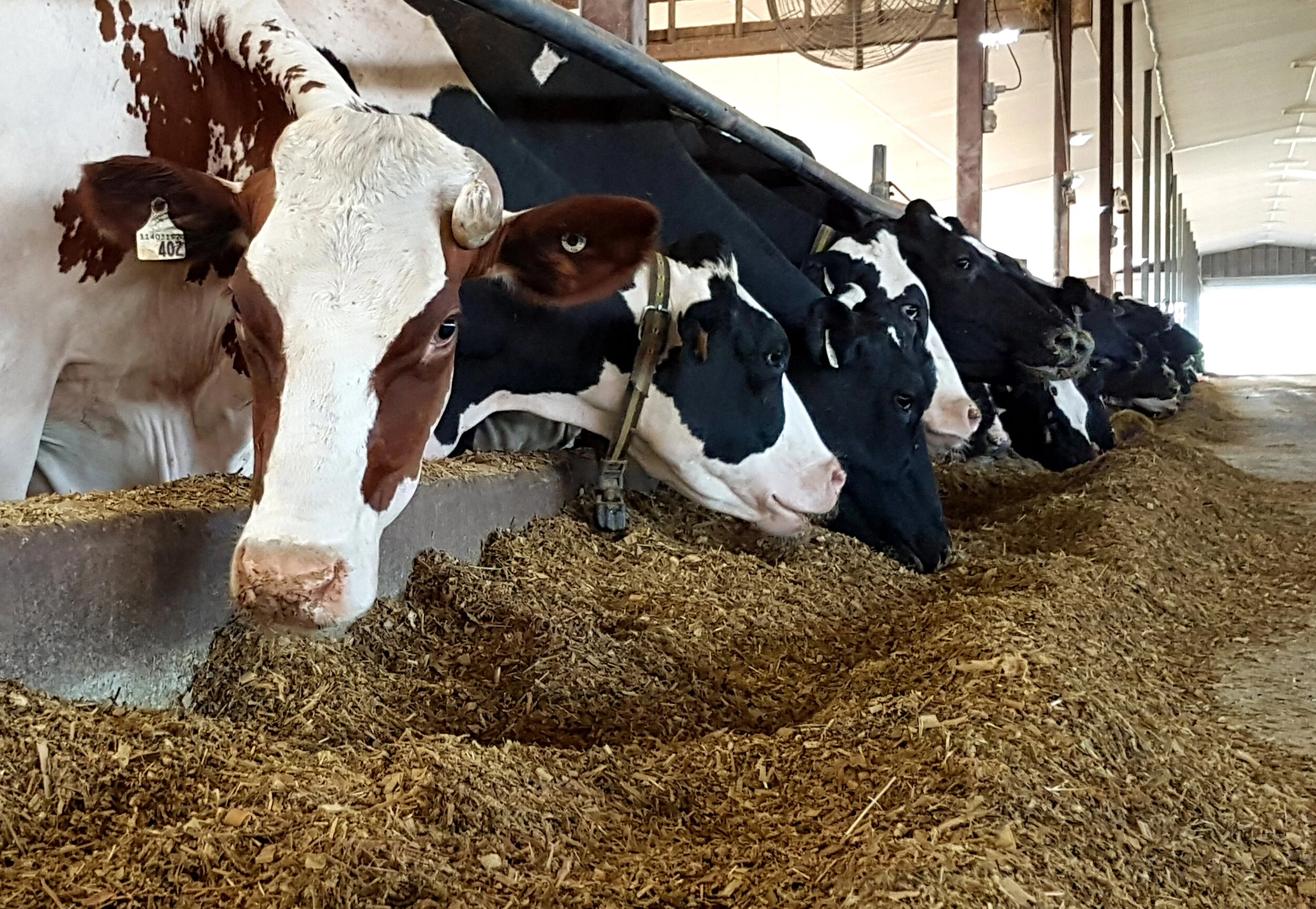 Leafy Corn Silage Glenn Seed Ltd Leafy Corn Silage Glenn Seed Ltd
