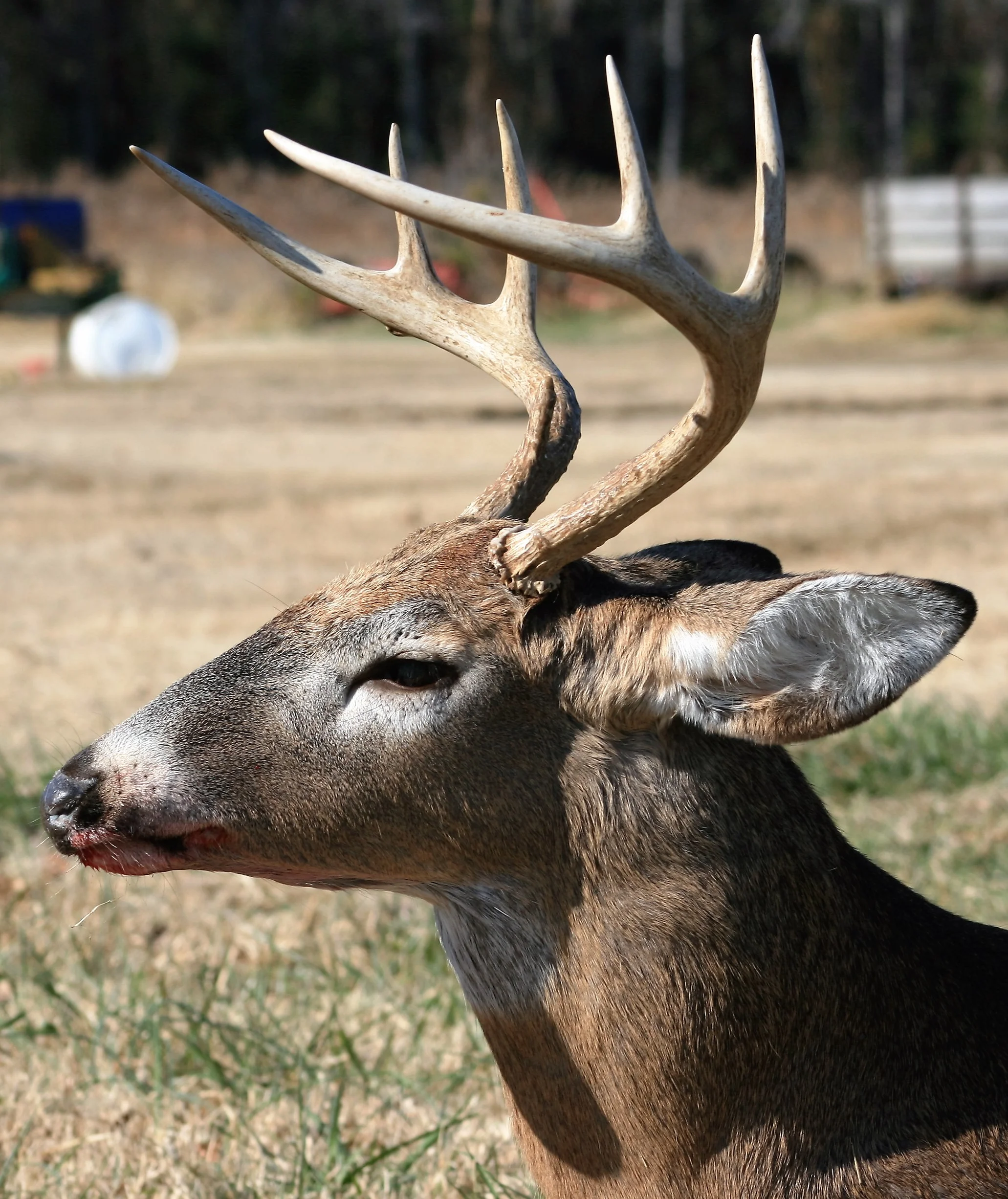 North Carolina Whitetail Deer and Turkey Hunting Outfitter