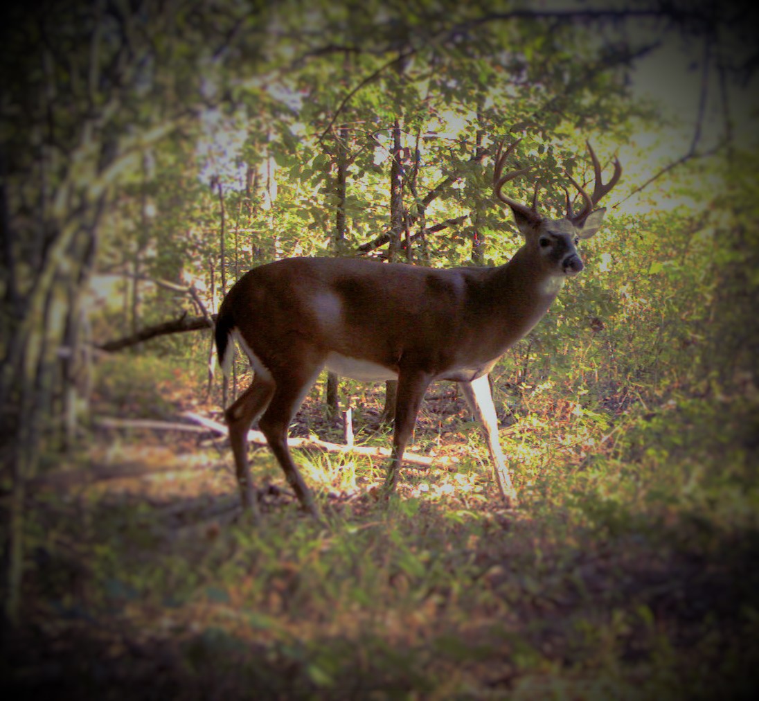 North Carolina Whitetail Deer and Turkey Hunting Outfitter