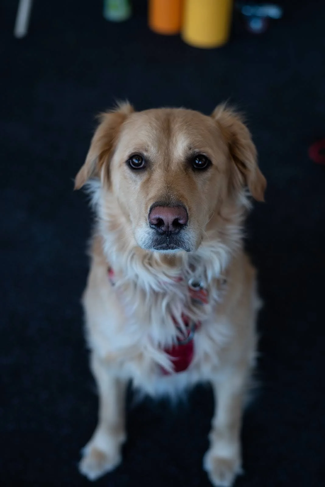 The Iron Oasis: Exercise is for Everyone at Every Body STRONGER — Pride ...