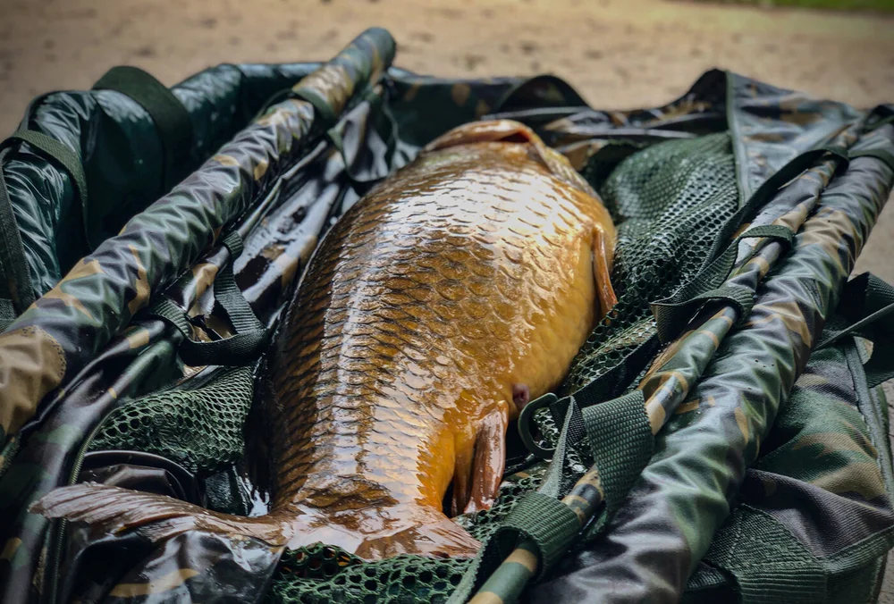 The Martin Rich Interview — American Carp Society