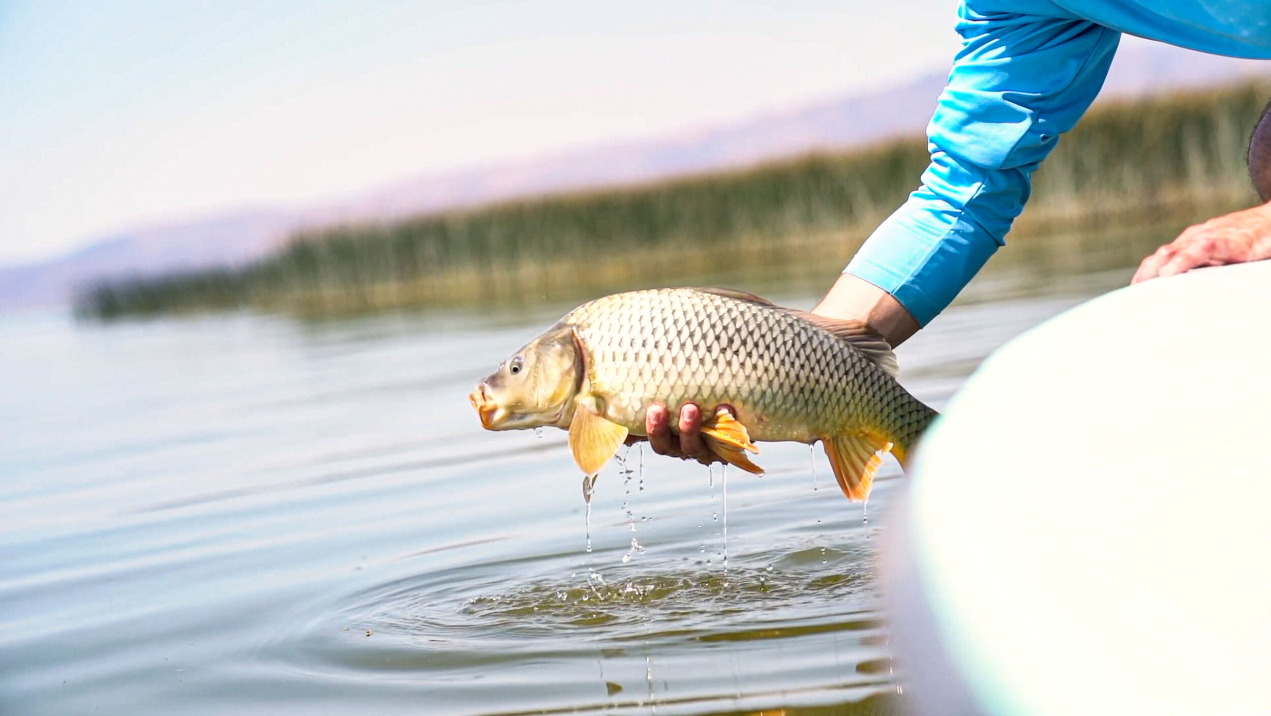 October Edition — American Carp Society