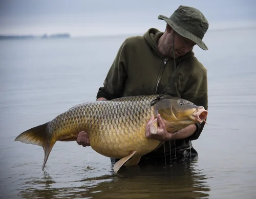BARNABY'S REVENGE — American Carp Society
