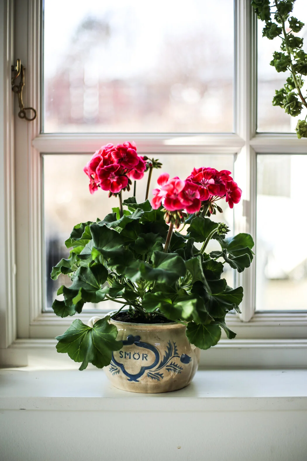 ÅRETS PELARGON 2020: TANGO DEEP ROSE WITH EYE — Hanna Wendelbo Design