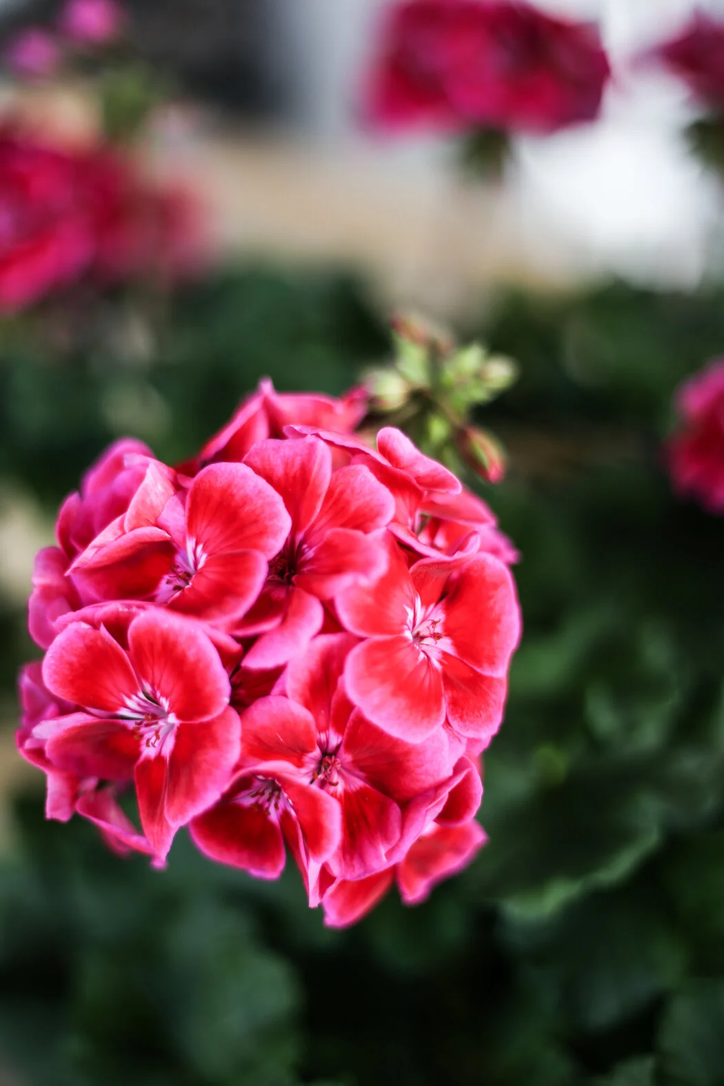 ÅRETS PELARGON 2020: TANGO DEEP ROSE WITH EYE — Hanna Wendelbo Design