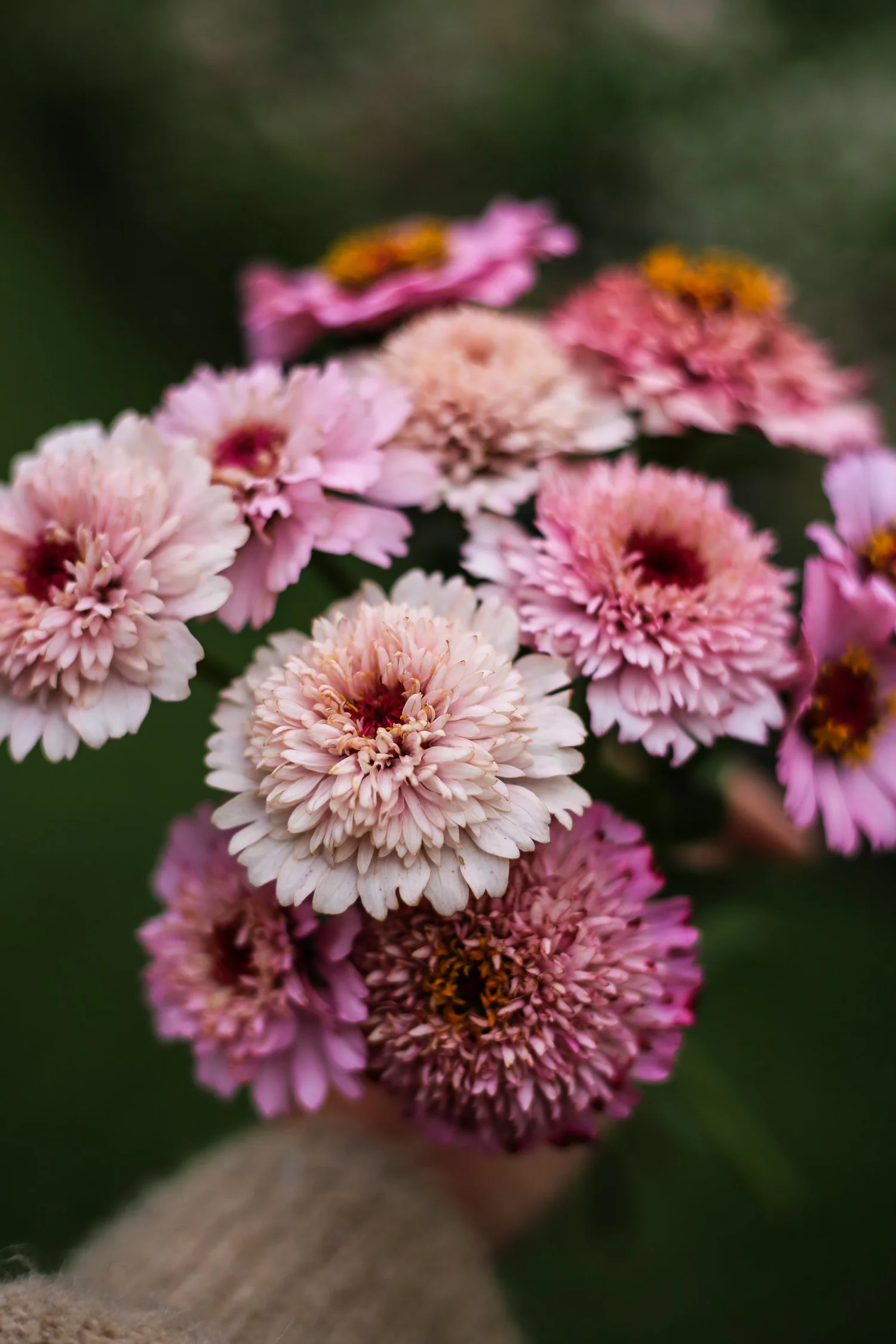 ATT LYCKAS MED ZINNIA — Hanna Wendelbo Design