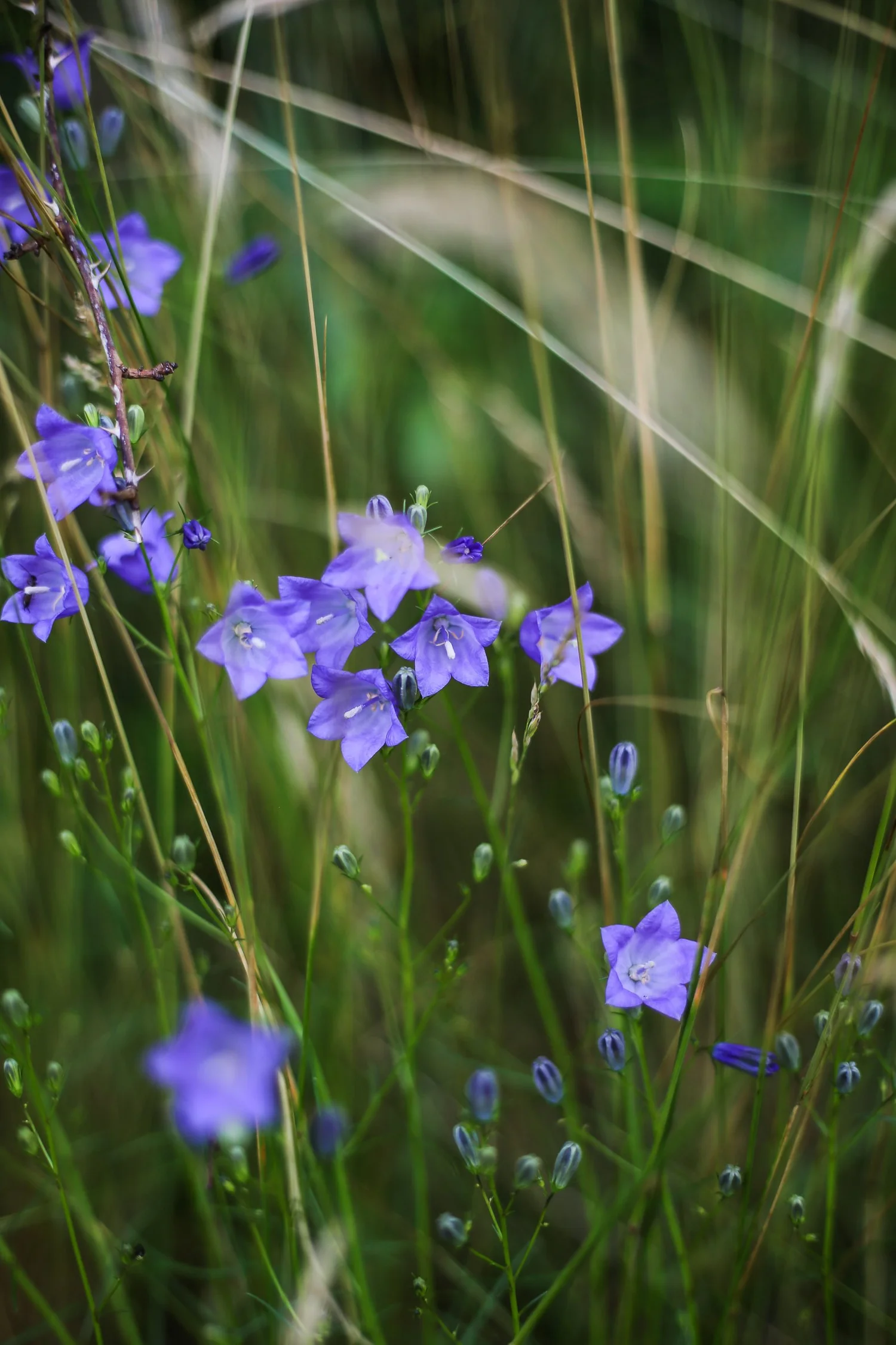 tapeter — BLOGG — Hanna Wendelbo Design