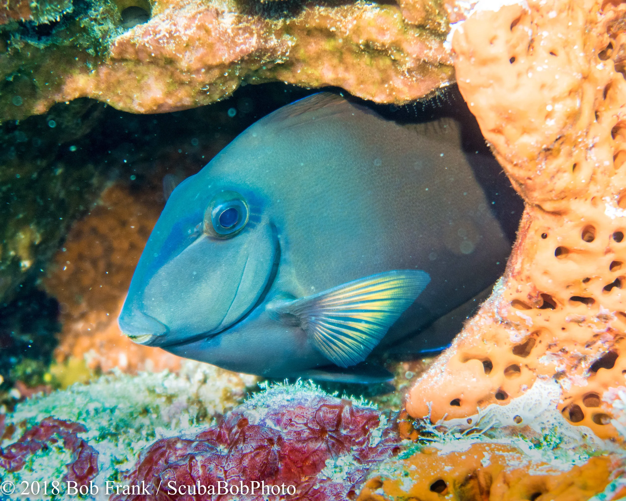 Cancun Diving and Snorkeling — ScubaBobPhoto