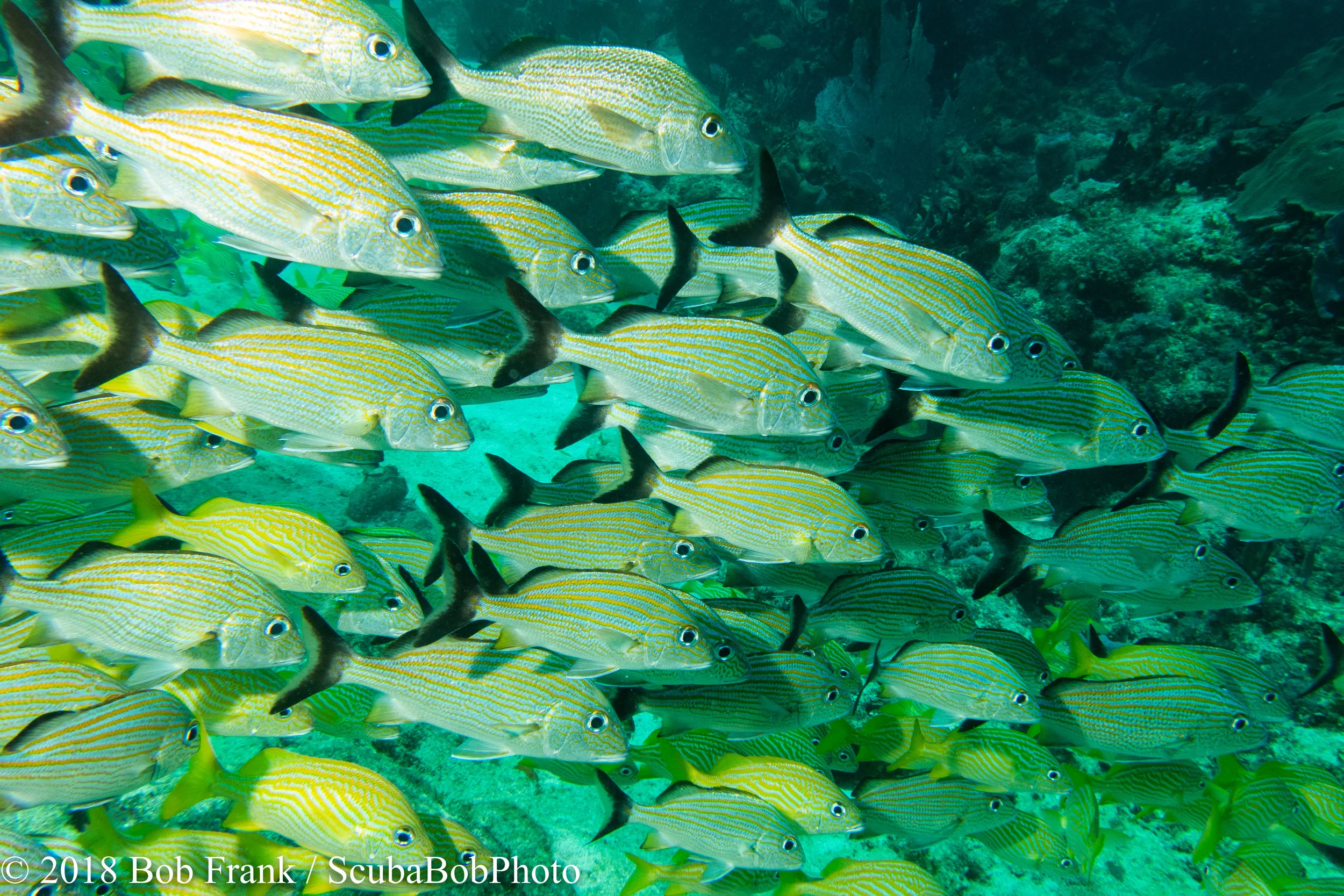 Atlantic Edge Group Trip-June/July 2018 — ScubaBobPhoto
