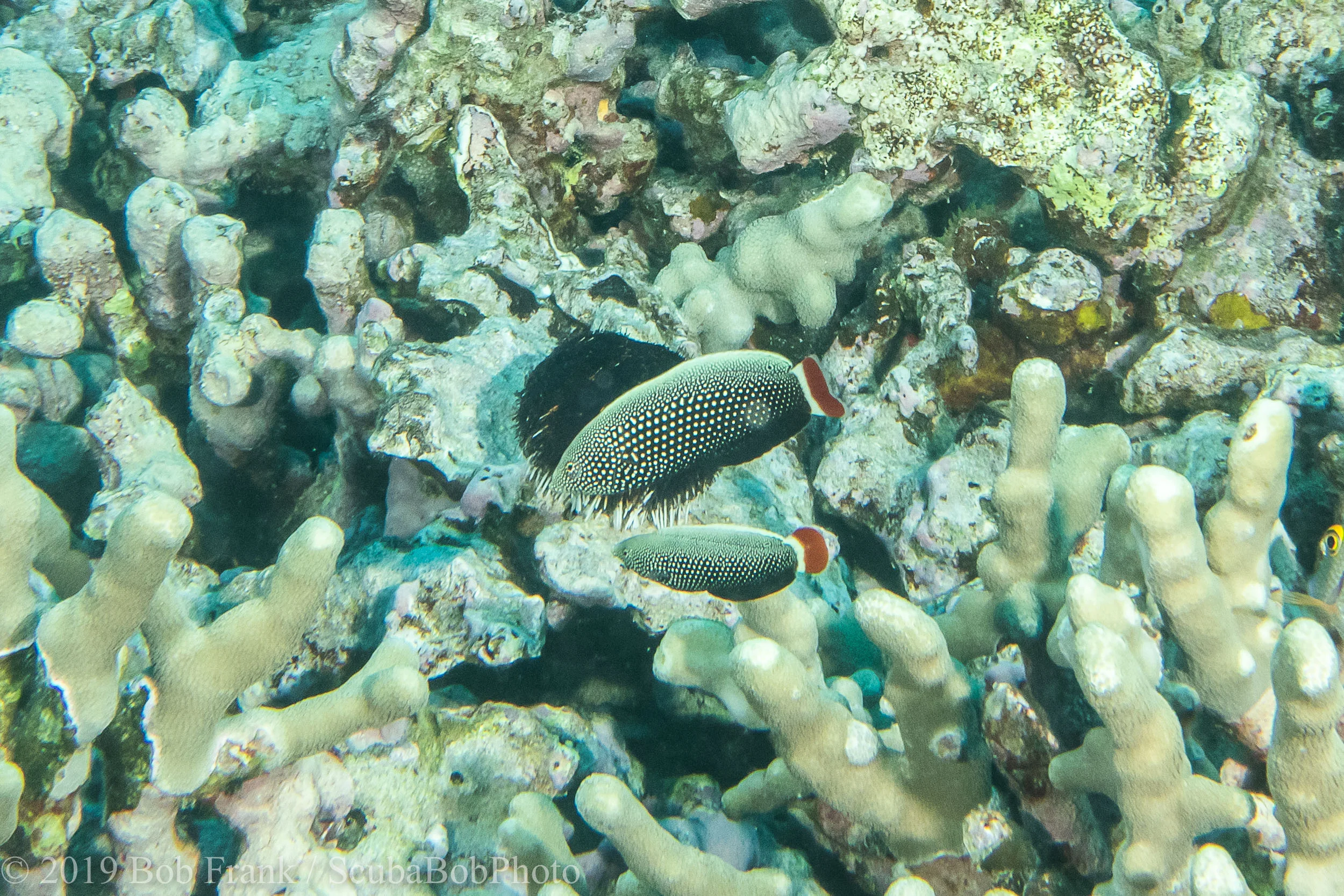 Hawaii 2019 — ScubaBobPhoto