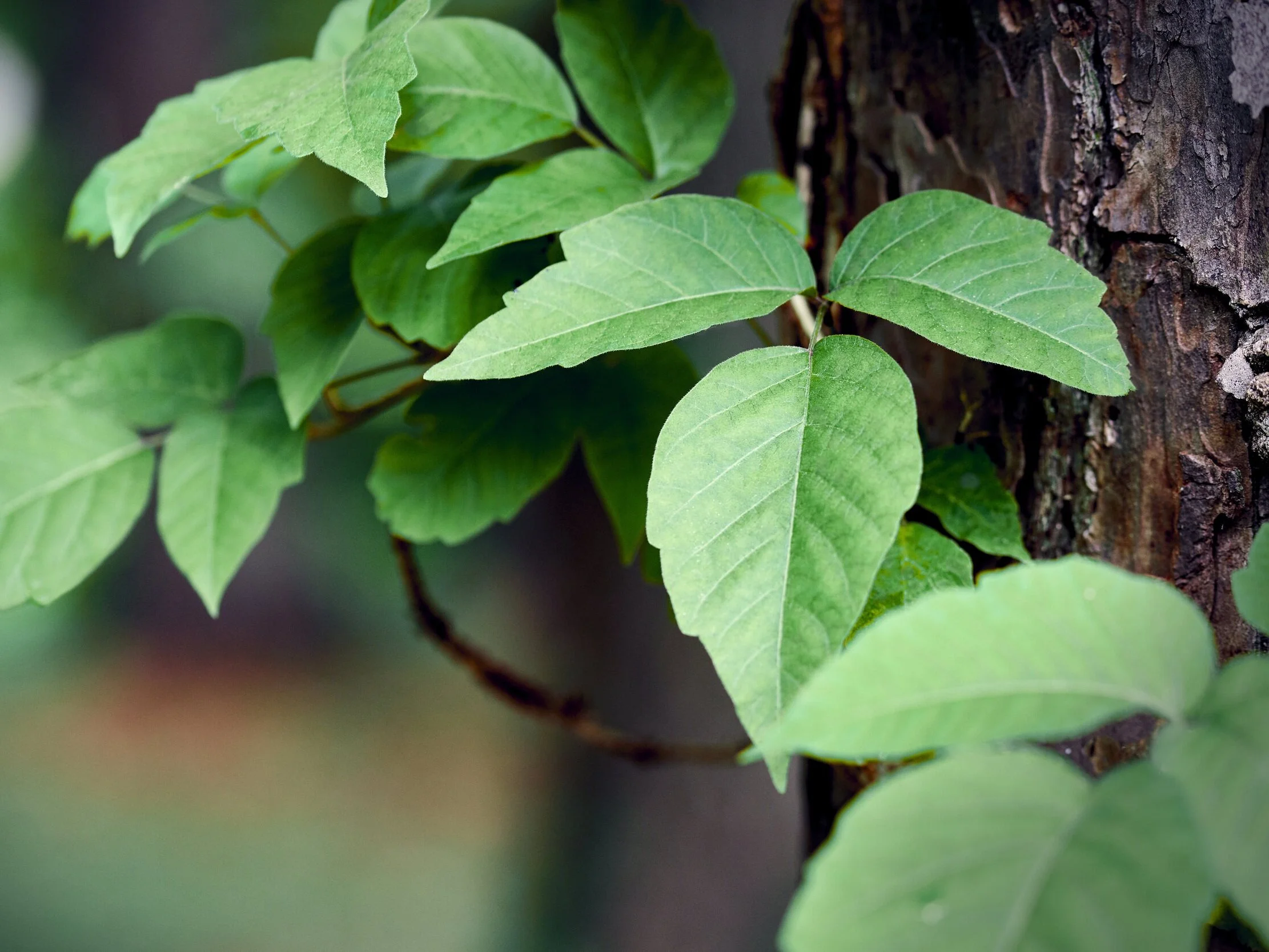 EndIt! Topical Ointment