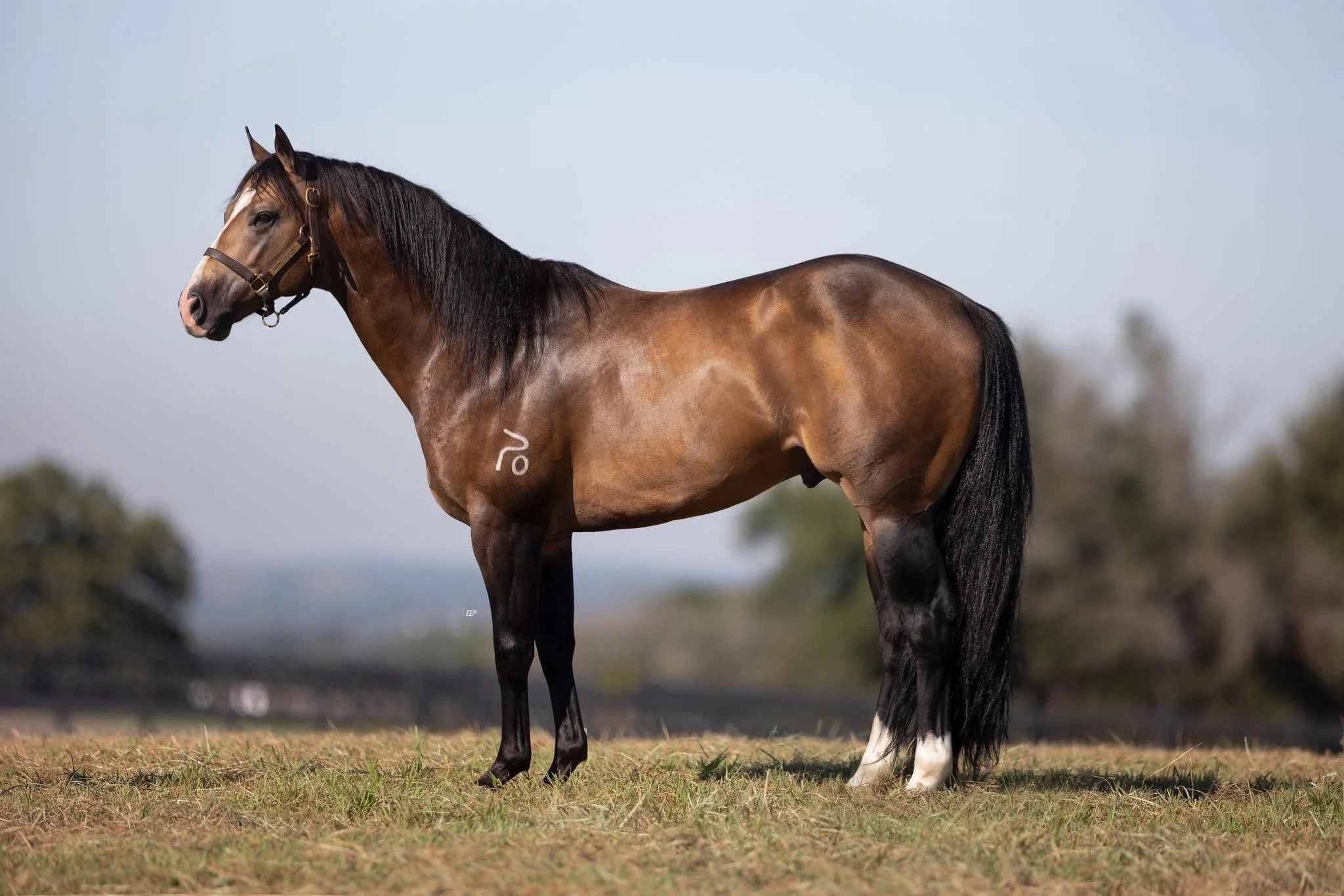 SWINGERS KANDY — Outlaw Equine Hospital Rehab & Center