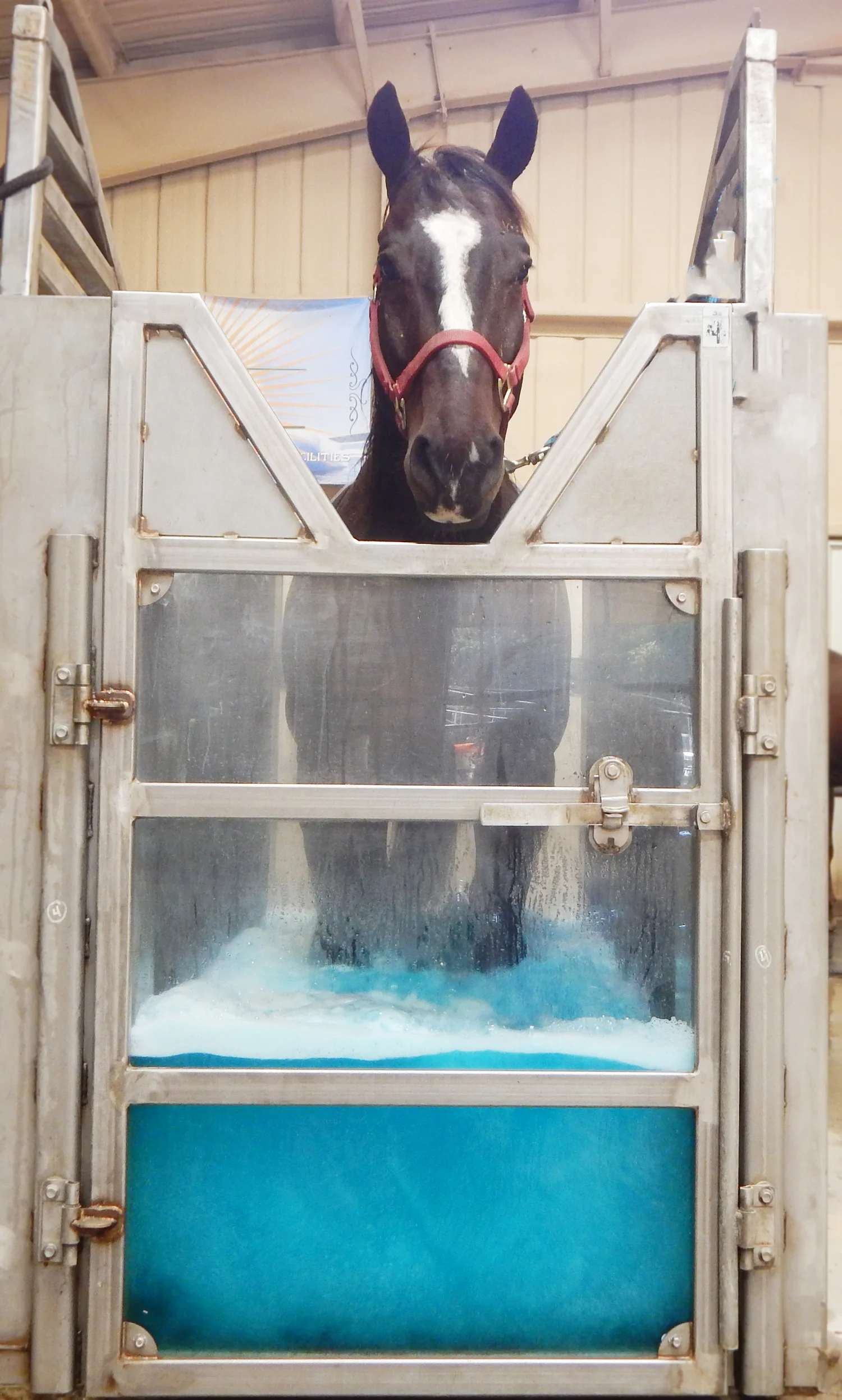 Rehab: Cold Salt Chambers — Outlaw Equine Hospital Rehab & Center
