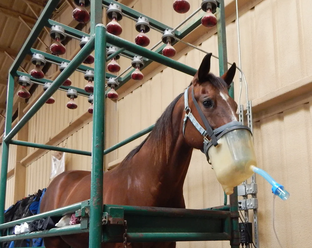 Rehab: Equi-Rep — Outlaw Equine Hospital Rehab & Center
