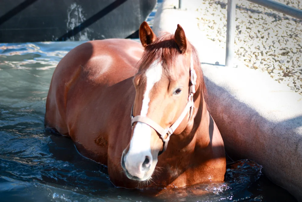 Rehab: Water Walker — Outlaw Equine Hospital Rehab & Center