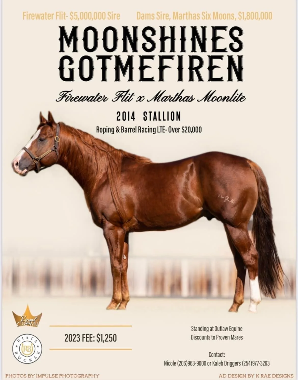 Go To Moons Stallion