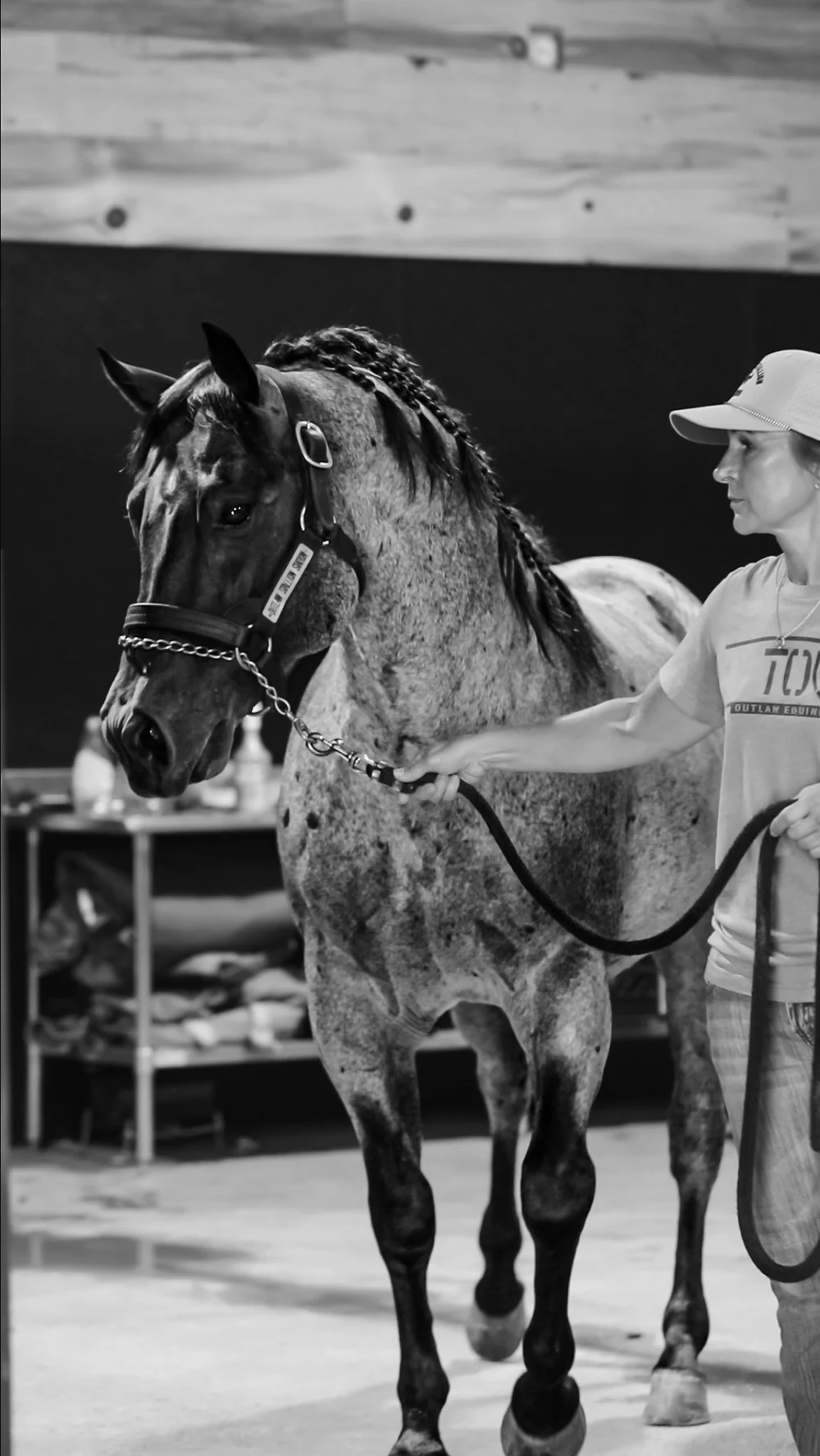 Outlaw Stallion Station — Outlaw Equine Hospital Rehab & Center