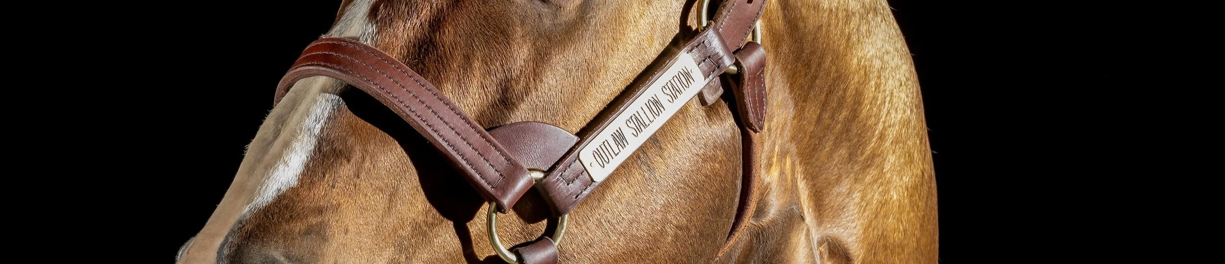 Outlaw Equine Hospital Rehab & Center