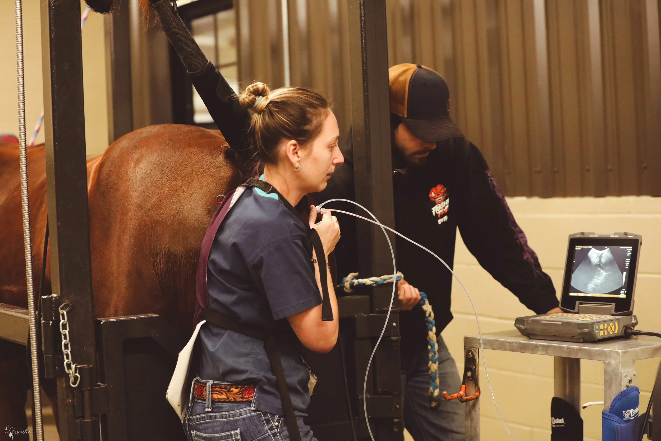 Outlaw Stallion Station — Outlaw Equine Hospital Rehab & Center