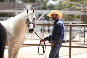 Outlaw Stallion Station — Outlaw Equine Hospital Rehab & Center