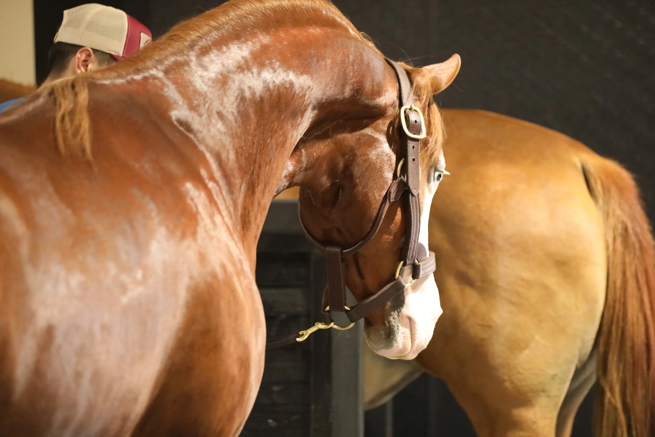 Outlaw Stallion Station — Outlaw Equine Hospital Rehab & Center