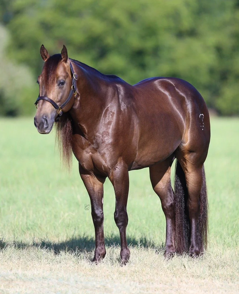 DOWN TA DRIFT — Outlaw Equine Hospital Rehab & Center