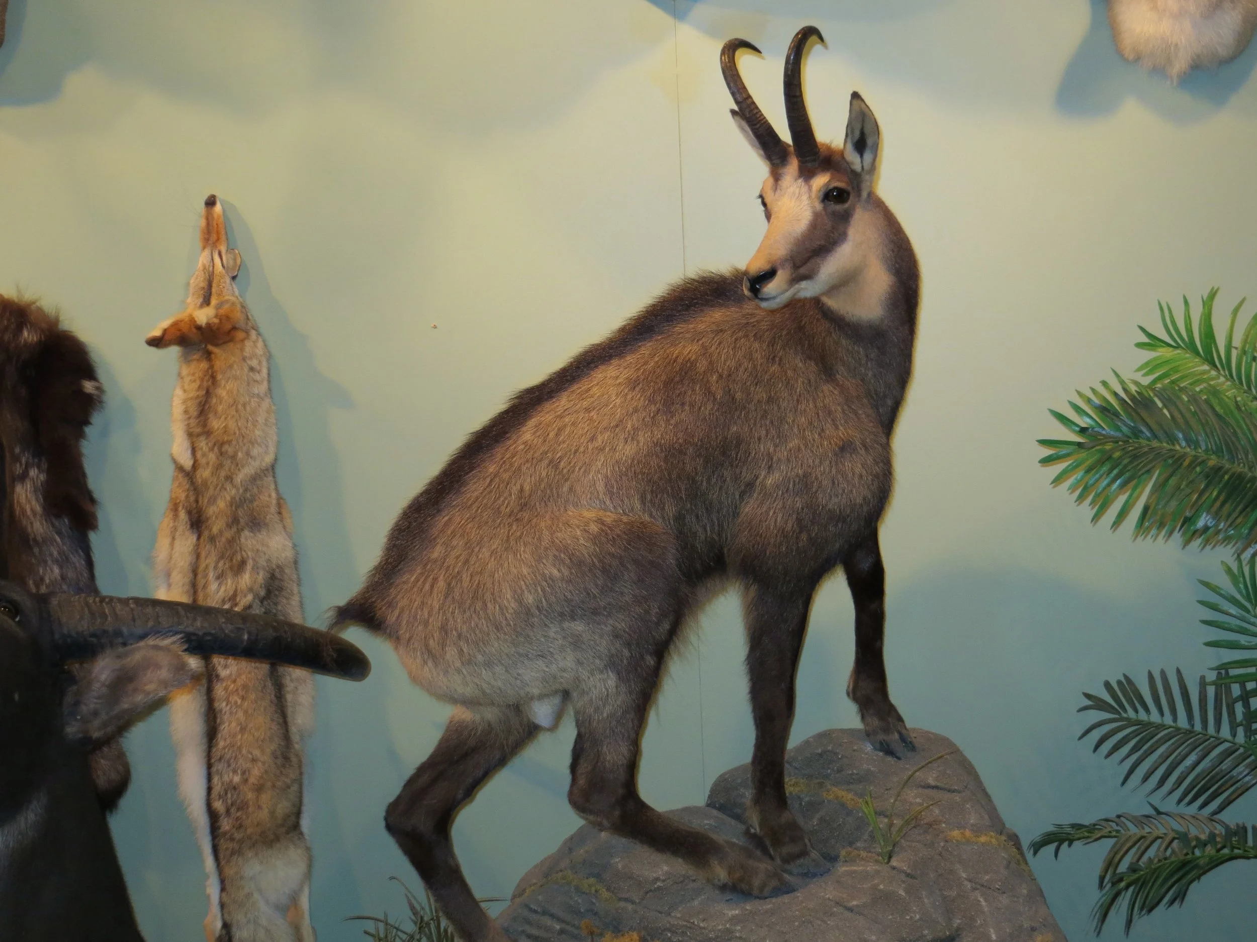 Woodbury Safari Lodge | Fraser Safaris New Zealand - Chamois hunts with ...