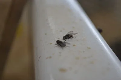 Shoo Fly! — Next Generation Dairy Consulting