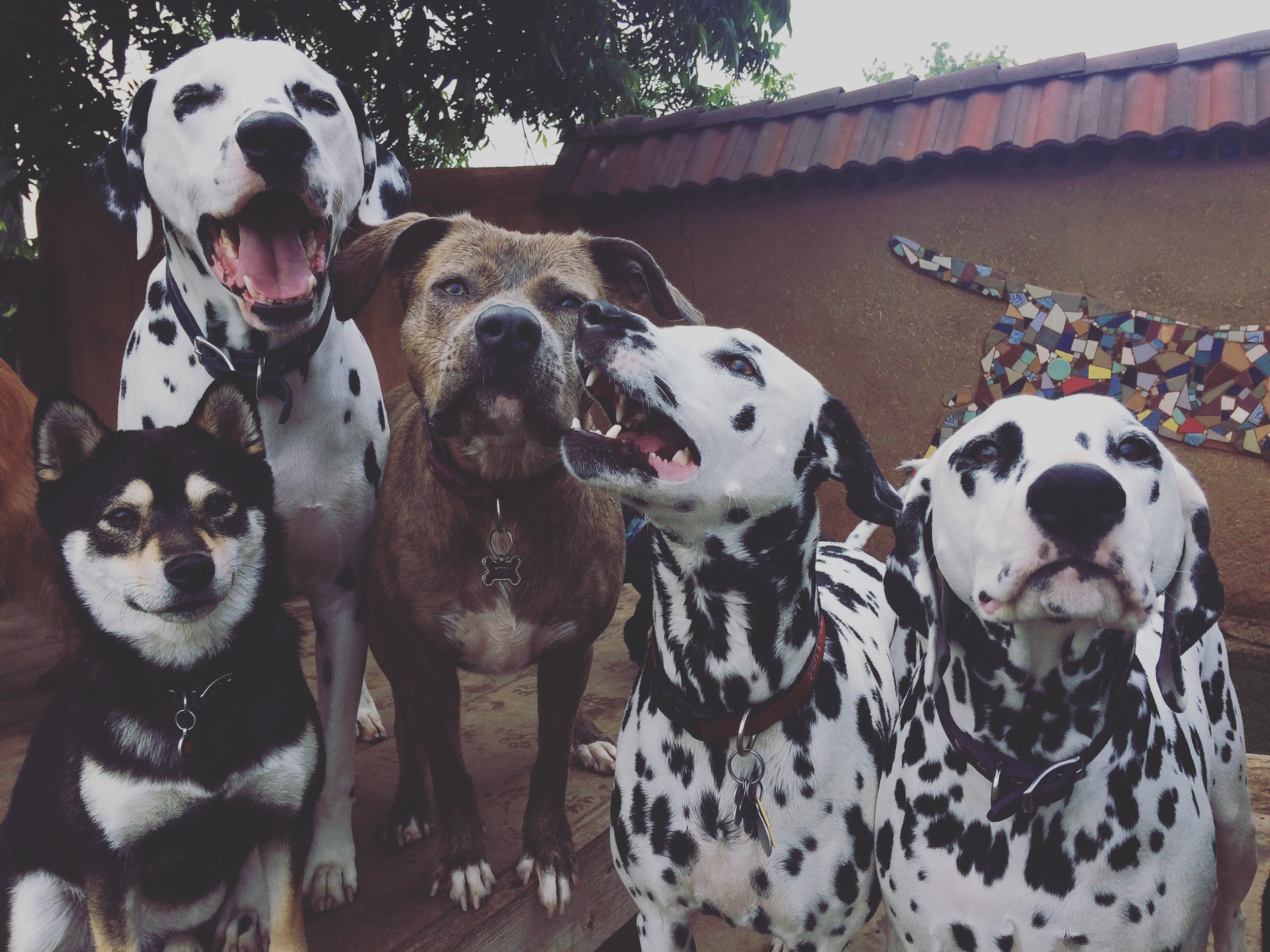 Redlands Obedience and Behavior Modification