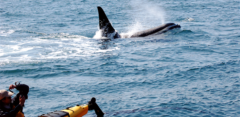 Family Activities — Friday Harbor Travel Guide | San Juan Island ...