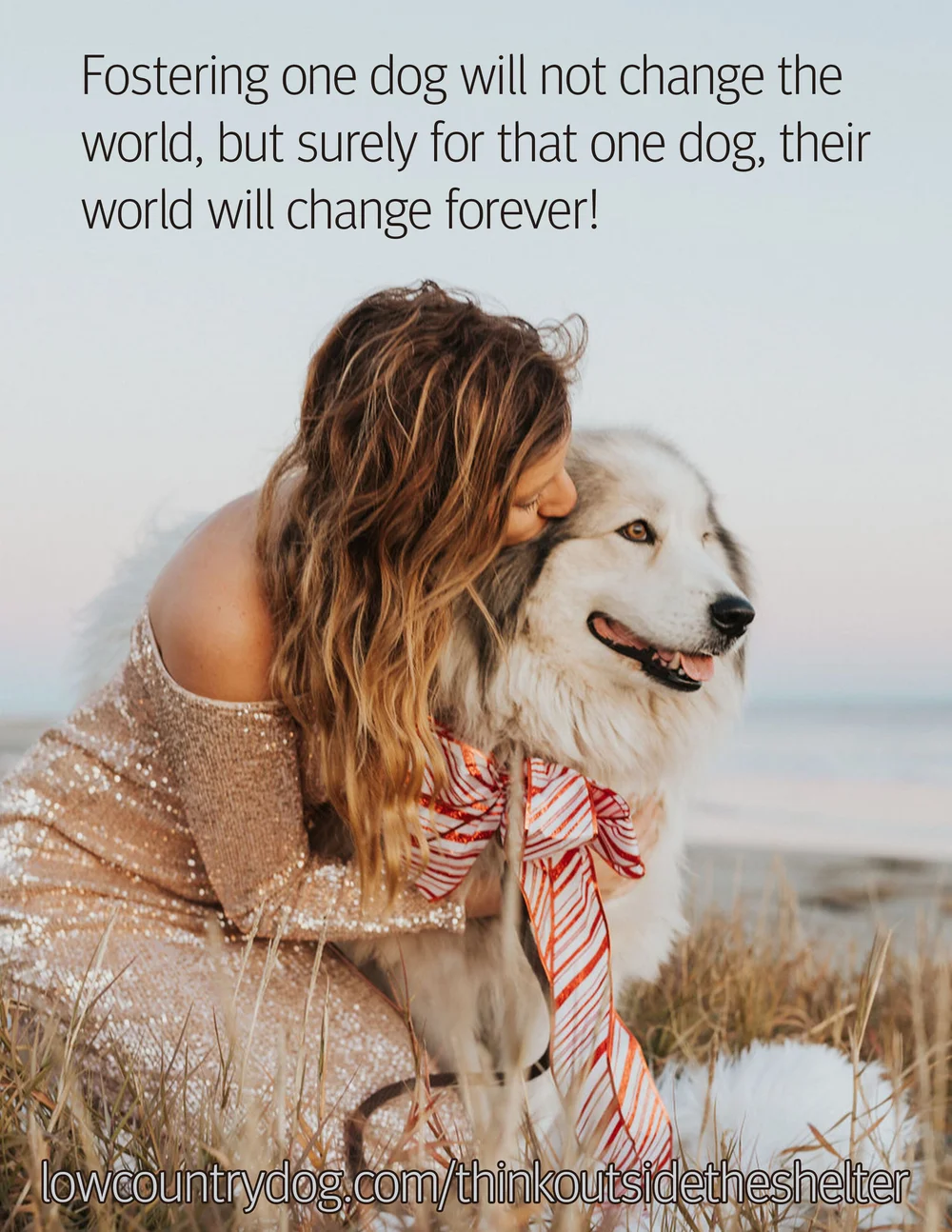 Should You Foster A Dog