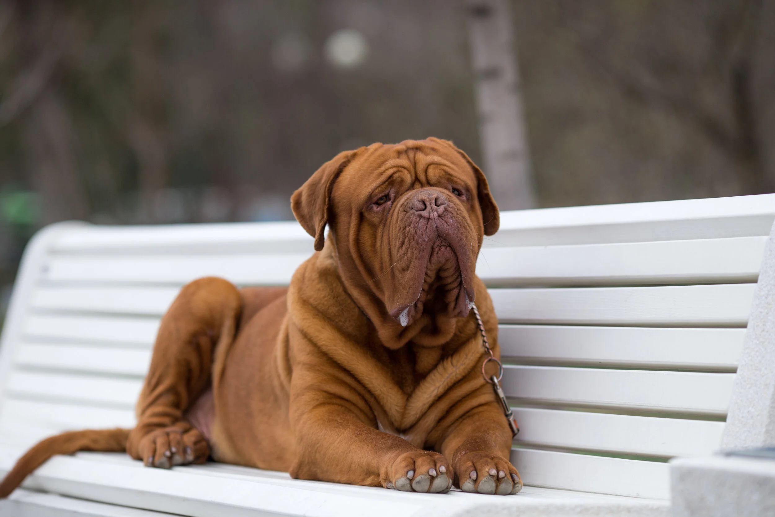 French Mastiff Dog