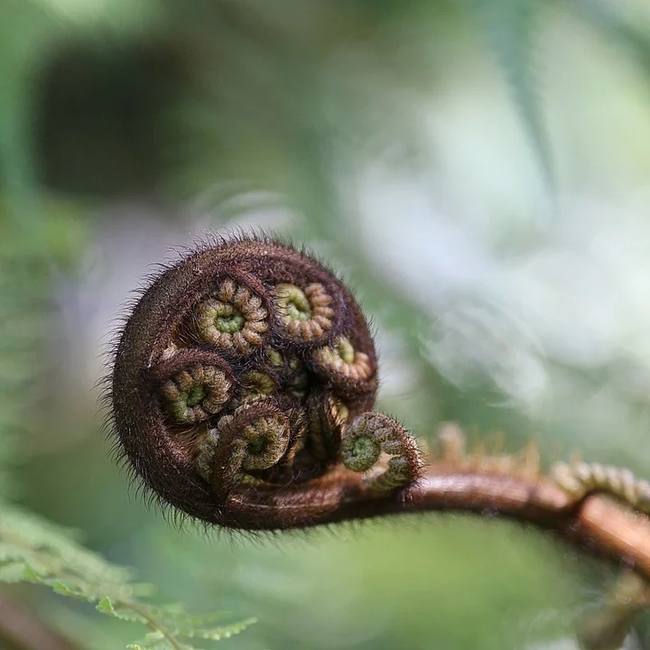 Koru: A symbol for new beginnings — Mindful Balance