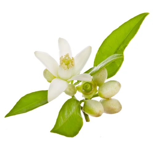What is Neroli? — Diana Ralys Skin Health
