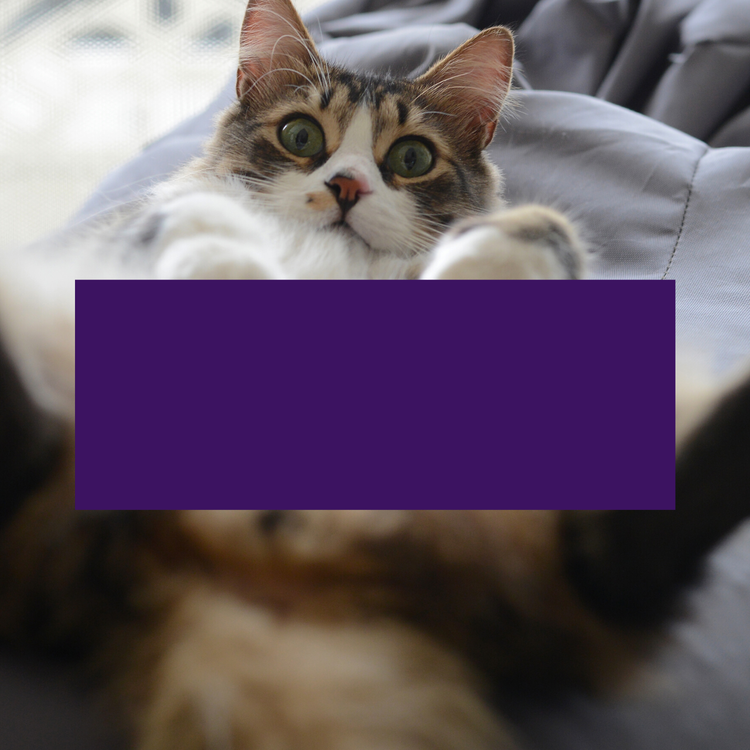 Angel of Hope Animal Rescue