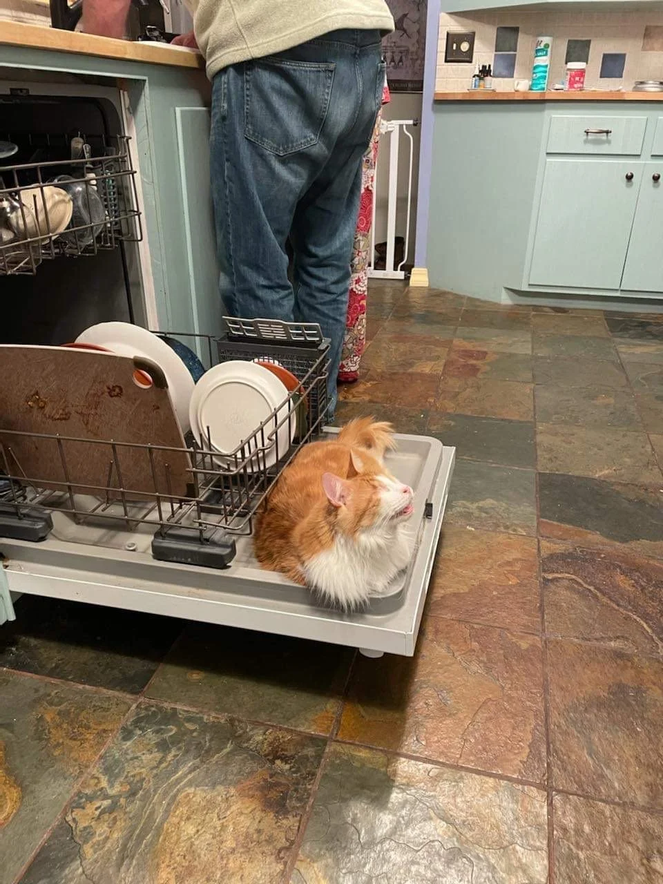 Patch Adams — Angel of Hope Animal Rescue