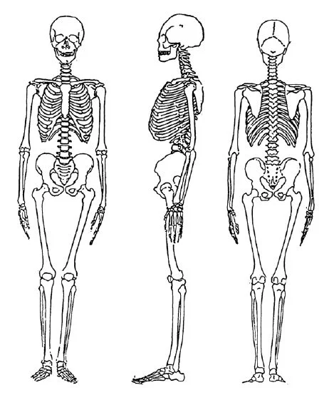 Skeletons: What can we learn from human remains? — Republic of Archaeology